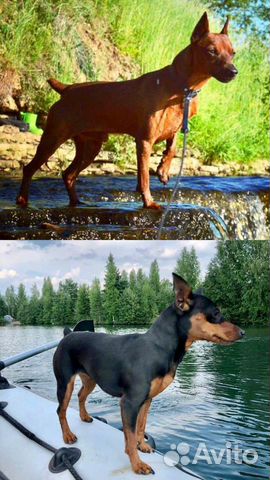 Цвергпинчер