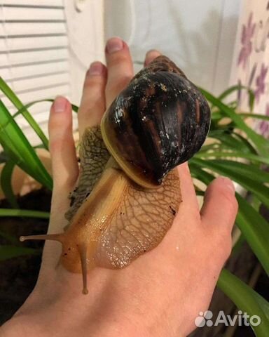 Улитка Ахатина с контейнером и грунтом