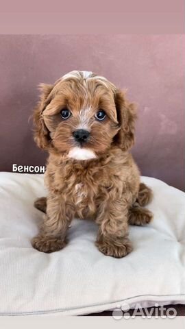 Мальтипу кавапу дудль