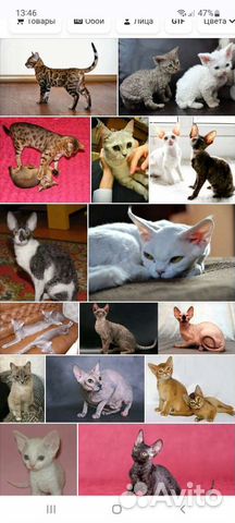 Приму в дар породистую не линяющую кошку/кота