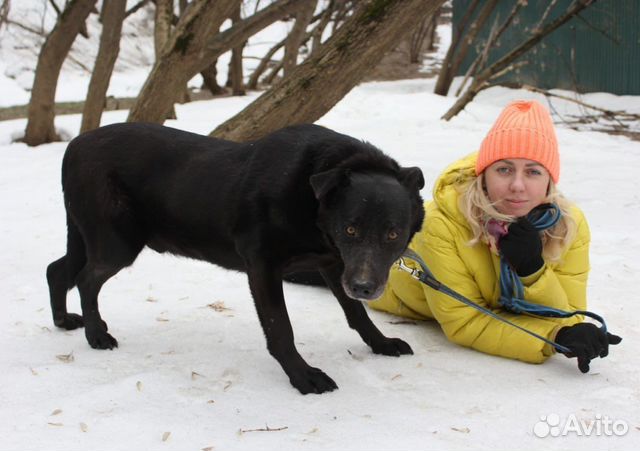 Большой, добрый и спокойный пес