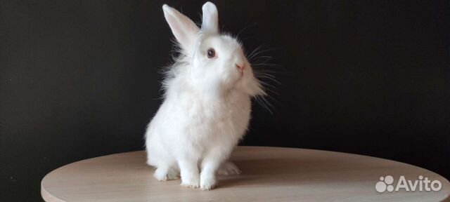 Декоративный кролик в добрые руки