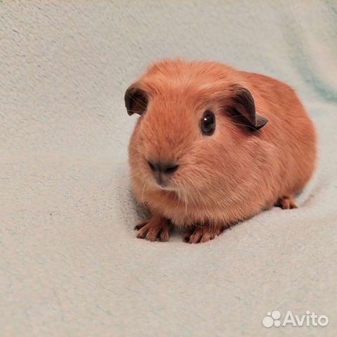 Малыш крестед Калифорния