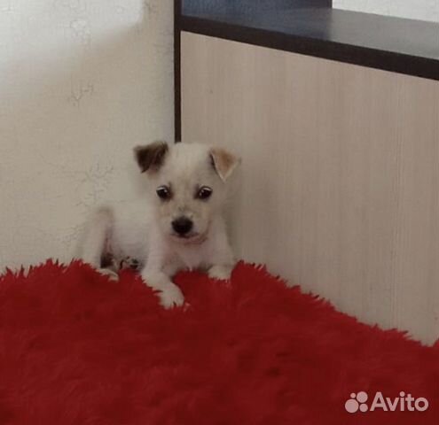 Щенок мальчик в добрые руки