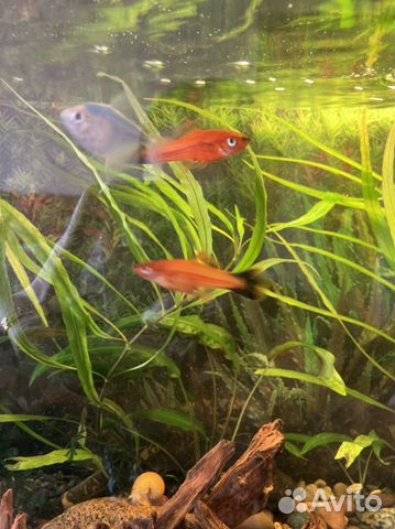 Рыбки меченосцы