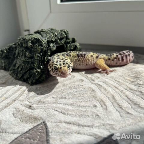 Геккон эублефар