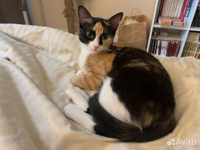 Котенок-трехцветочка