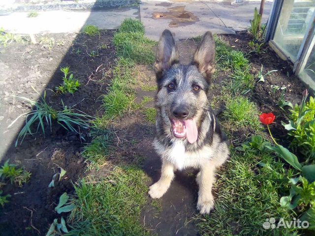 Спортивный пес Ричард