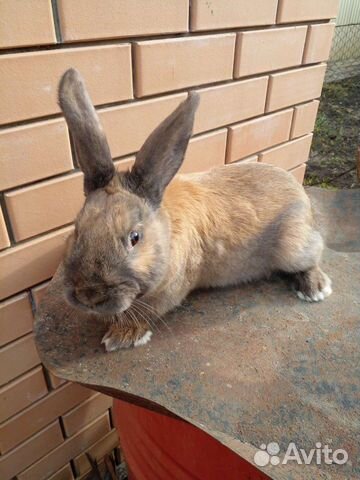 Кролики самцы