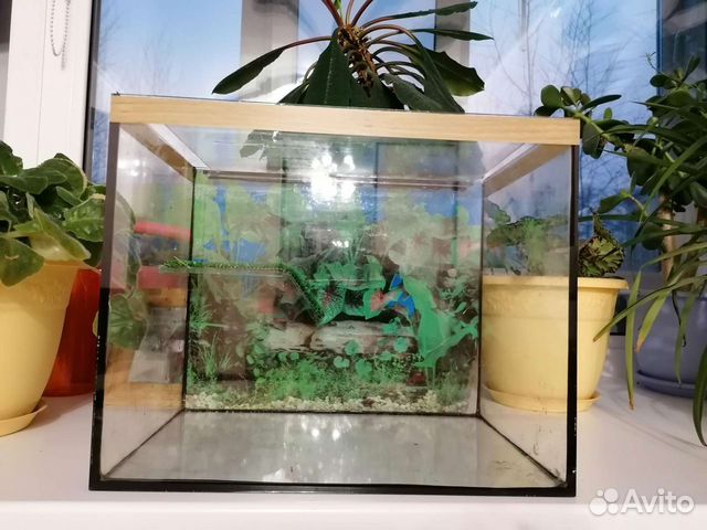 Террариум для черепахи
