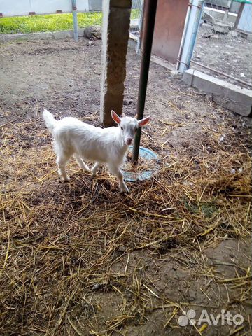 Козы и козлята продажа