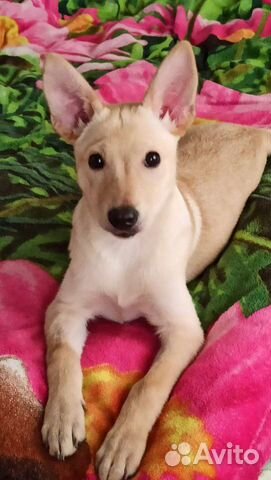 Щенок в добрые руки бесплатно