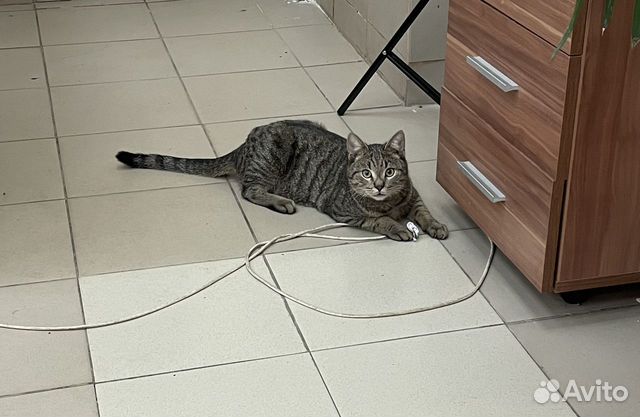 Котик в добрые руки