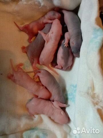 Крысята альбиносы