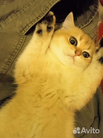 Кошка