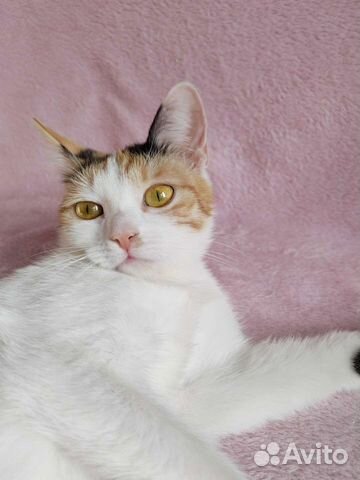 Котёнок девочка