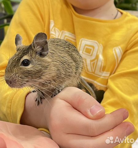 Дегу 2 брата