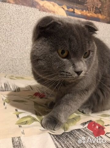 Британская