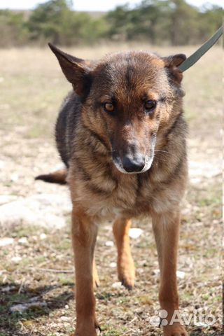 Собачка Гера в добрые руки