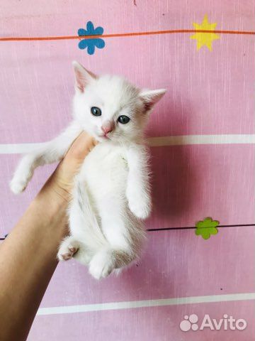 Котенок мальчик