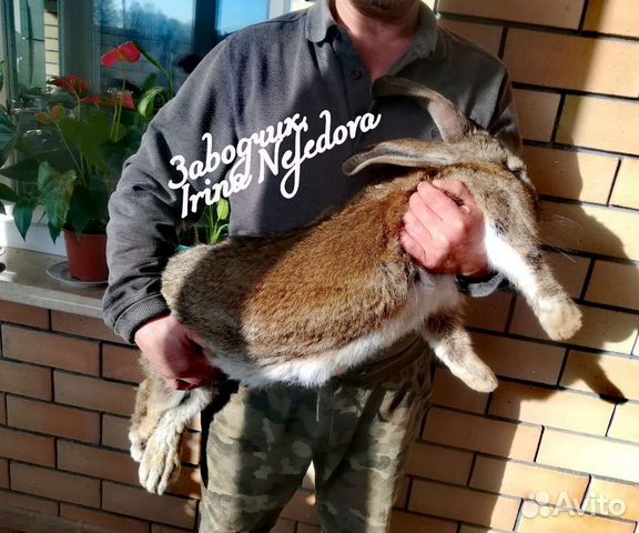 Молодой племенной крол Бельгийского великана