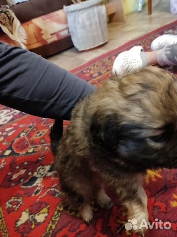 Щенята в добрые руки отдам бесплатно