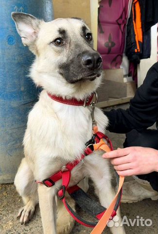 Локки не везёт