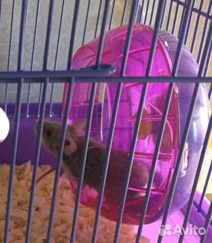 Декоративная мышь