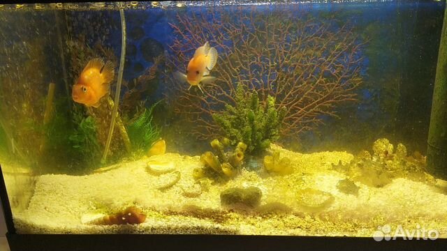 Три рыбки (цихлиды), их аквариум и корм