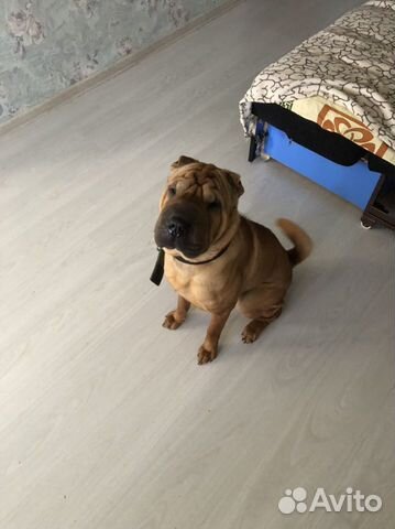 Шарпей в добрые руки