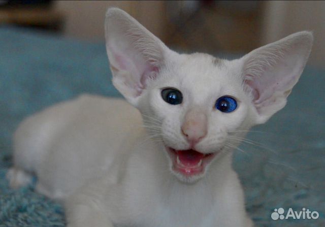 Ориентальный разноглазый котенок