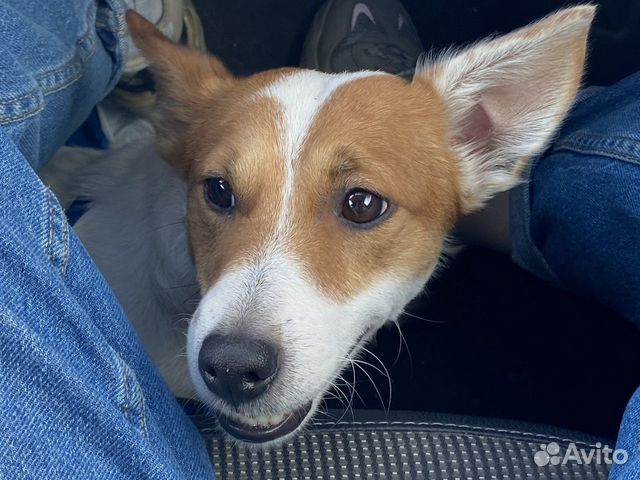 Джек Рассел терьер