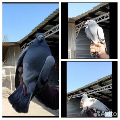Продажа голубей