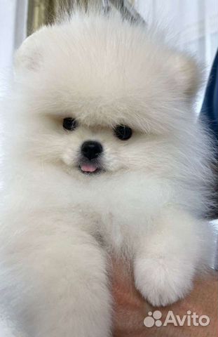 Щенки шпица мини