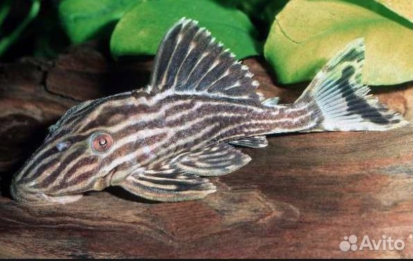 Панак Королевский L191