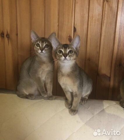 Котик абиссинец