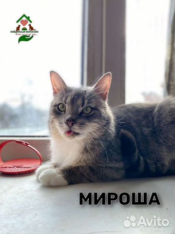 Котенок, кот в добрые руки