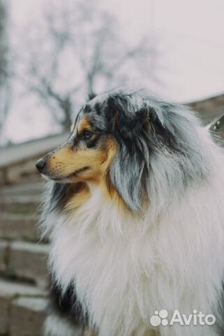 Вязка шелти