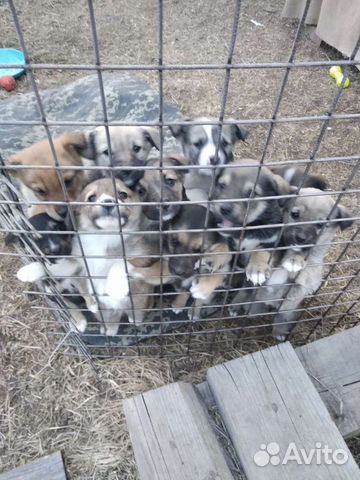 Собаки бесплатно в добрые руки