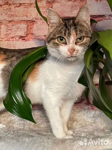 Шанель стерилизованная 1,5 года