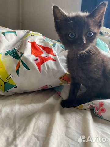 Котята в дар