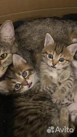 Котята лучшим людям