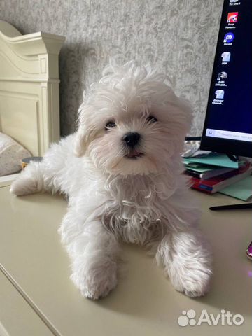 Мальтезе шикарная девочка с РКФ