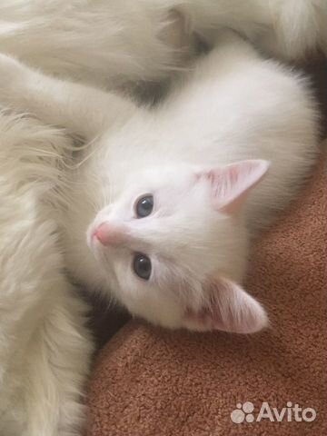 Турецкая ангора