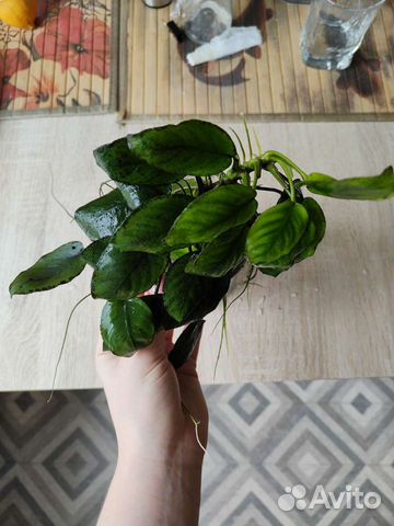 Анубиас. Куст в аквариум
