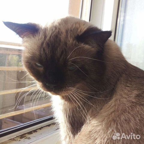 Кот чистопородный сиамский в дар