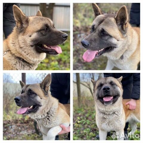 Акита в добрые руки