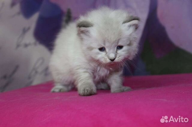 Кошка