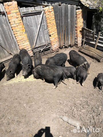 Вьетнамск вислобрюхий поросенок