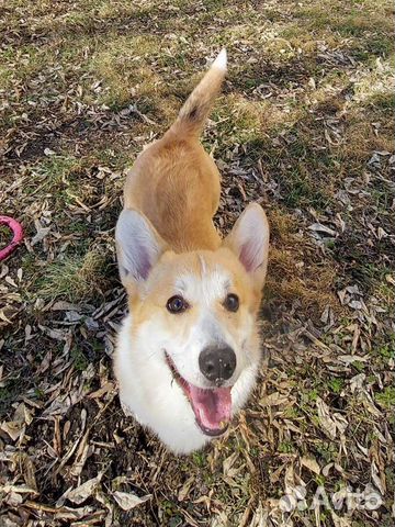 Вельш-корги пемброк